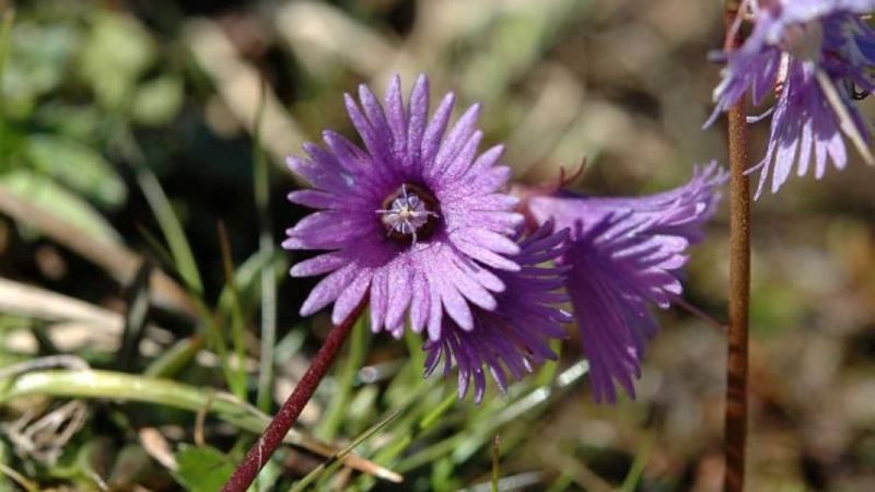 Conoce la App "Calabria Straordinaria" - itChile