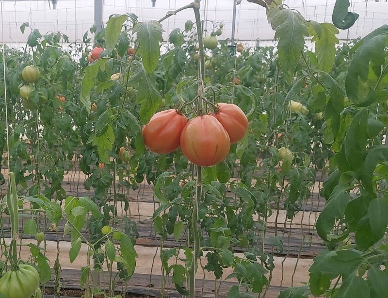 Insalata caprese, un clásico para el verano - itChile