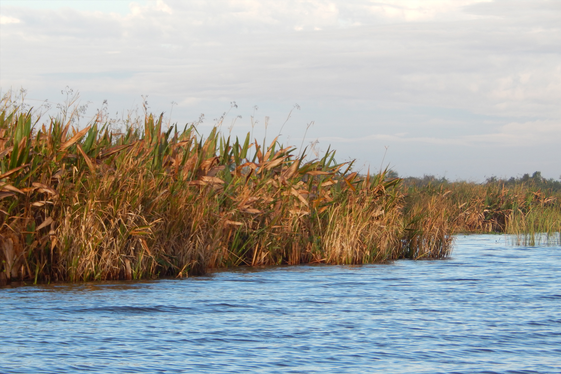 Pajonales de los Esteros - itCorrientes