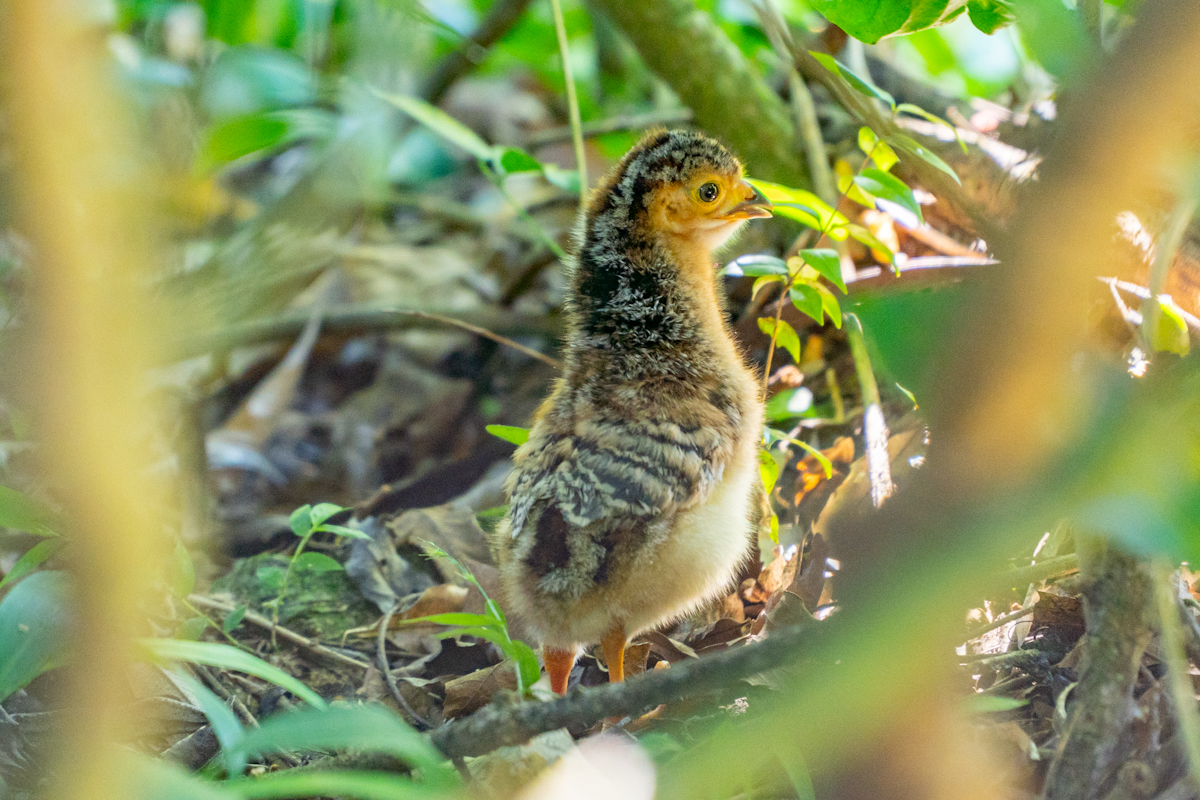 Muitú: nacieron tres pichones después de 50 años - itCorrientes