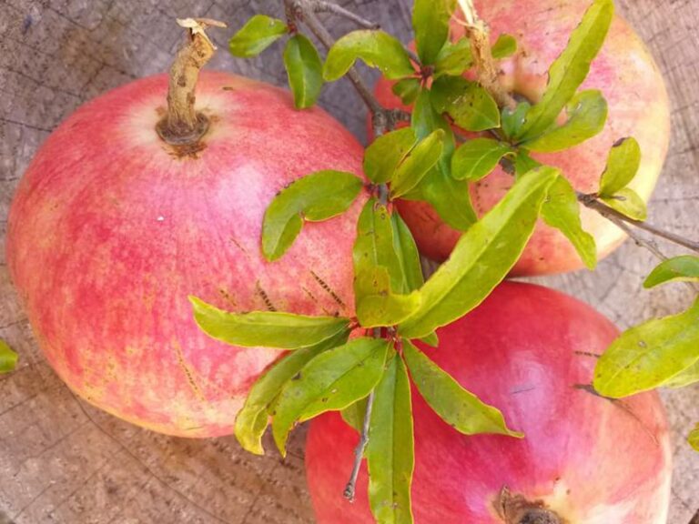 Autunno, nel Cilento tra i colori di una tiepida stagione