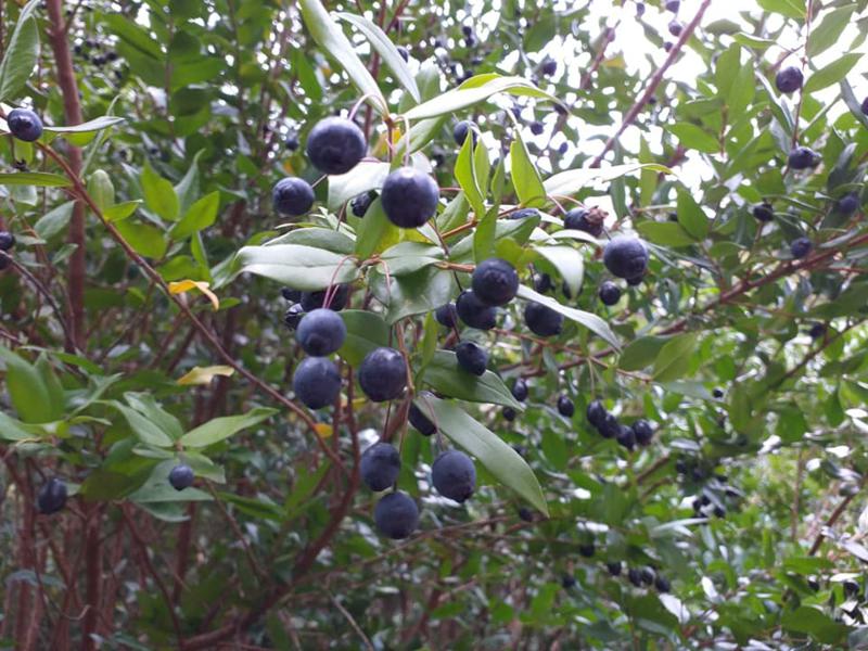 Autunno, nel Cilento tra i colori di una tiepida stagione