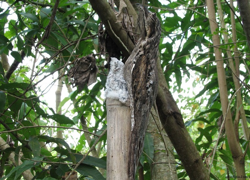 El urutaú, el pájaro fantasma de la selva - itMisiones