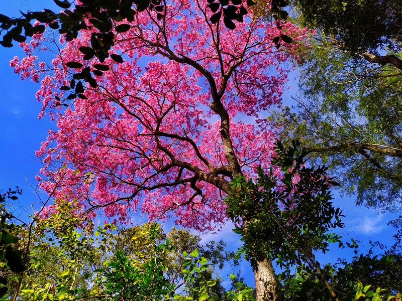 Lapacho: una flor provincial que nos regala su esplendor todos los años