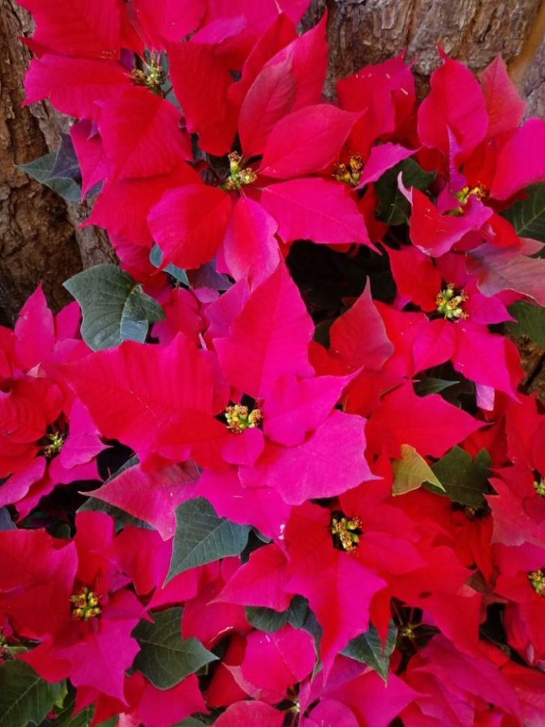Flores navideñas: el espíritu de las fiestas desde el jardín - itMisiones