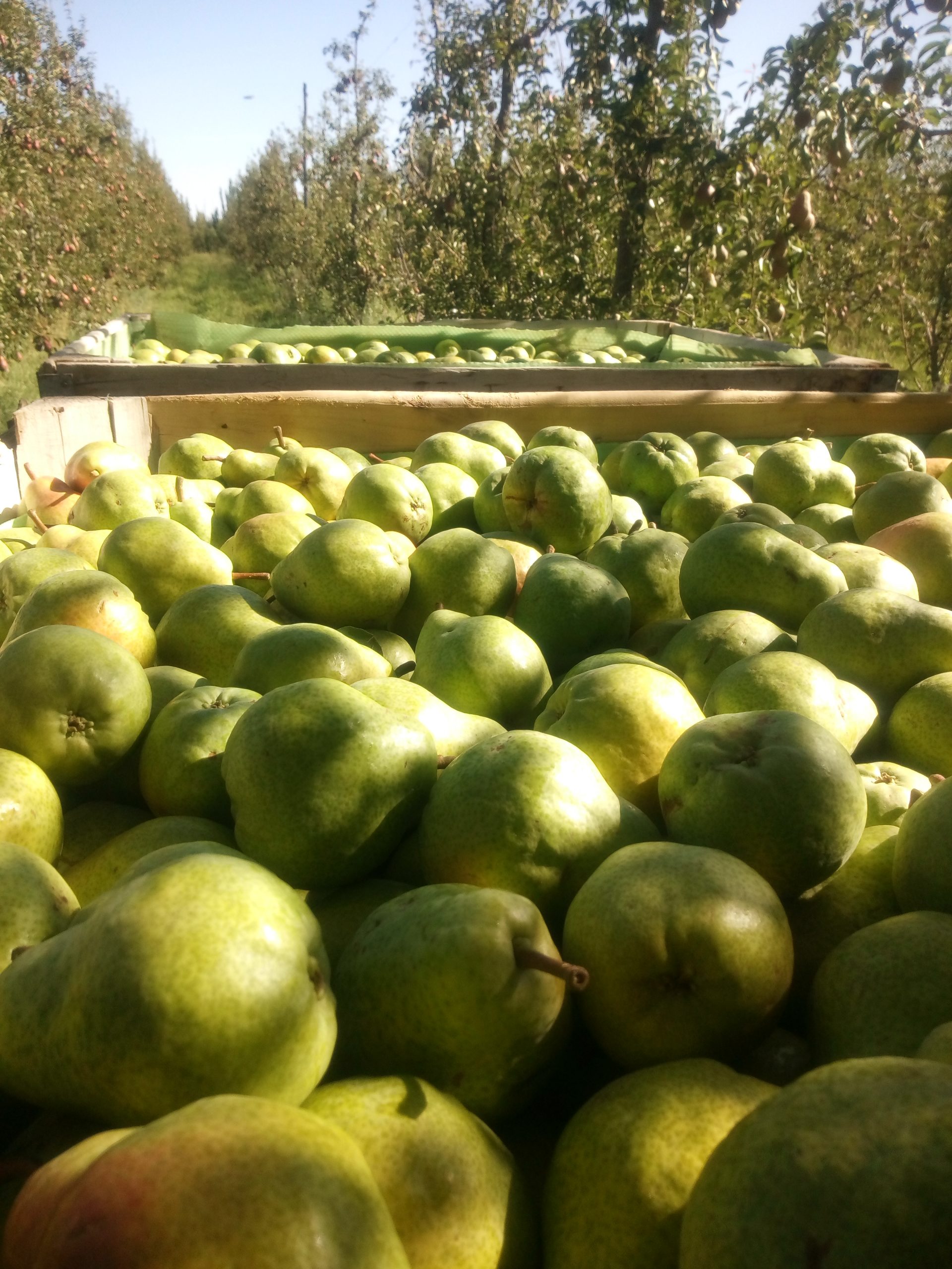 Peras Williams recién cosechadas - itRíoNegro