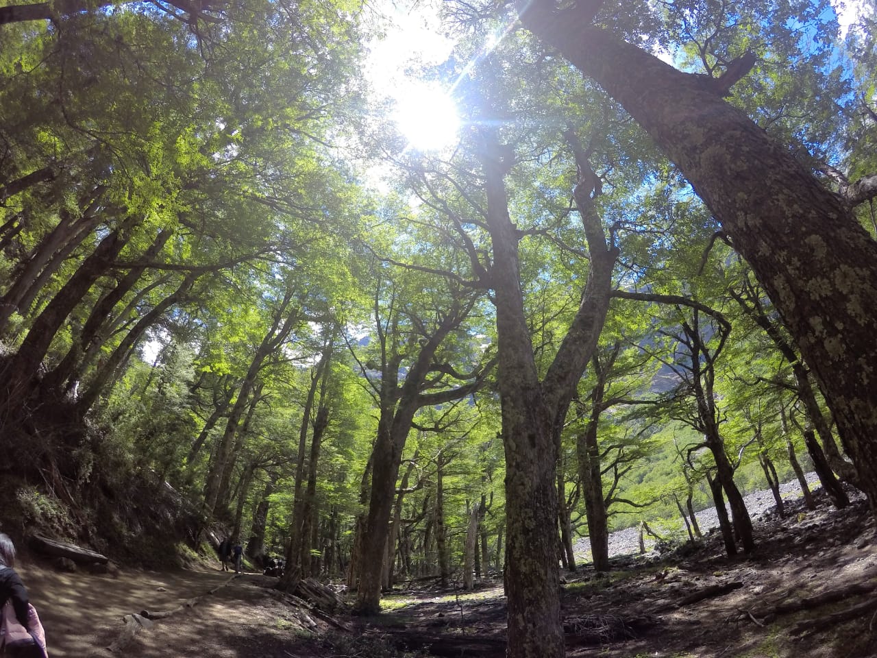 Flora autóctona de la provincia de Río Negro - itRíoNegro