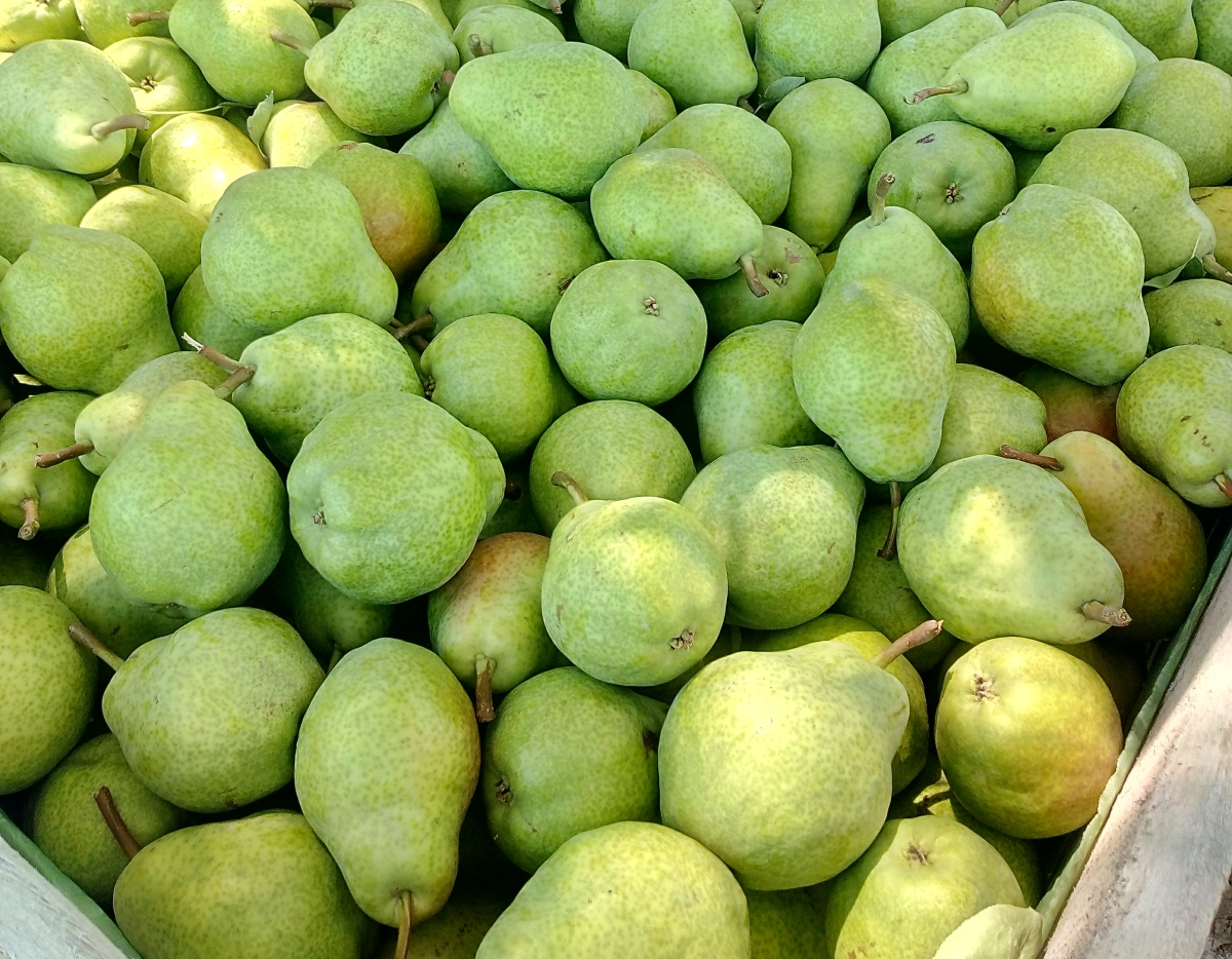 ¿Qué peras produce Río Negro? Descubrí las principales - itRíoNegro