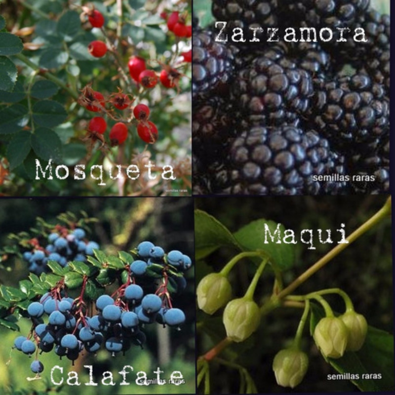 Maqui, el fruto curativo de la Patagonia - itRíoNegro