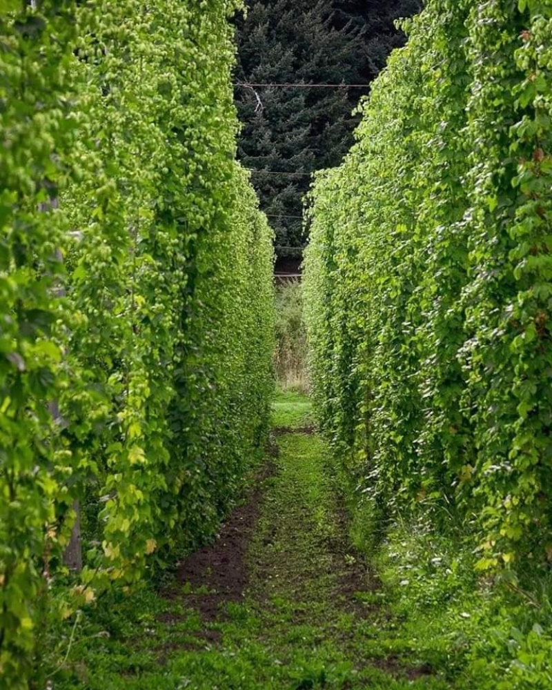 El lúpulo rionegrino: una actividad que vuelve a crecer - itRíoNegro