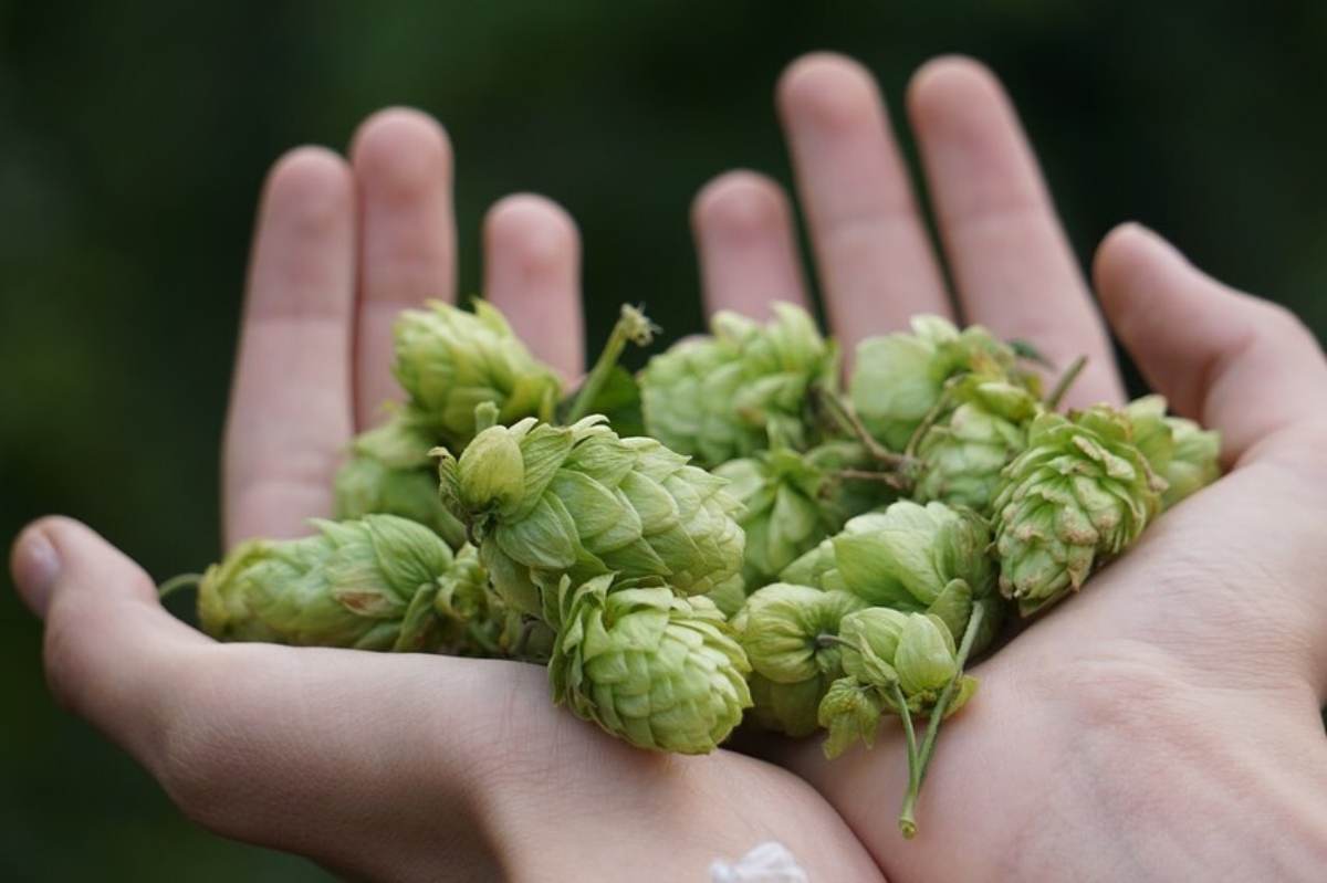 El lúpulo rionegrino: una actividad que vuelve a crecer - itRíoNegro