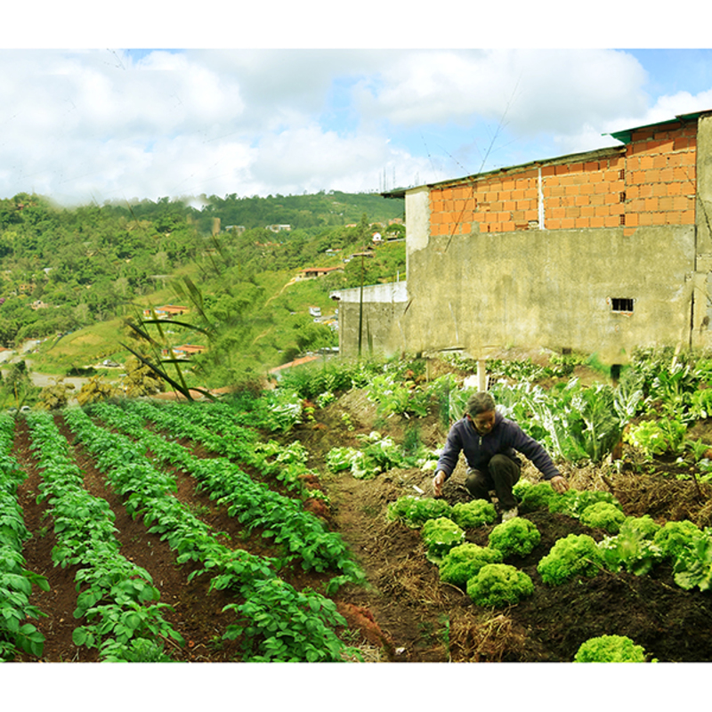 Los proyectos de Franco Micucci D’Alessandri en Venezuela - itVenezuela