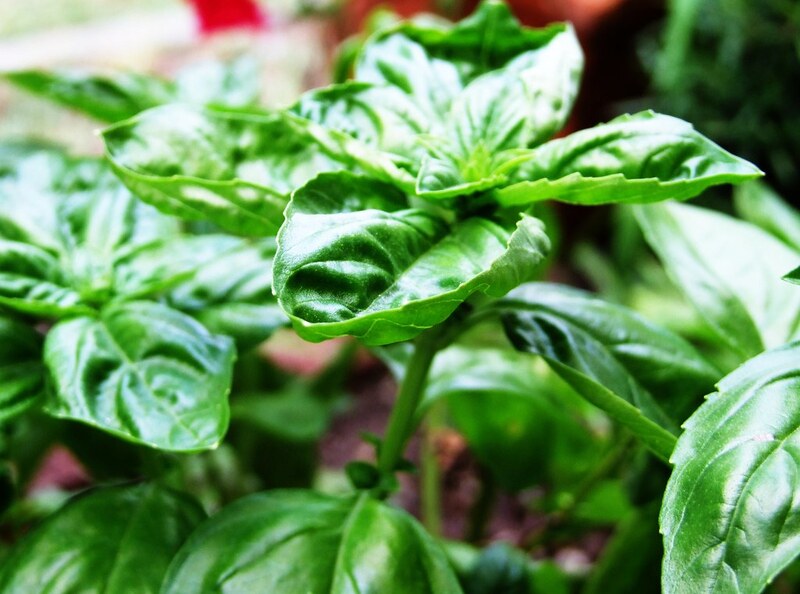 La albahaca en la gastronomía Italiana - itVenezuela